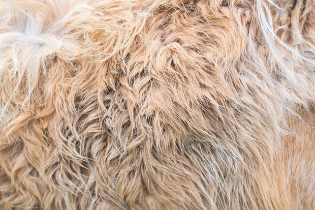 Medieval Clothing: Cloak. History of the cloak, uses and cloak styles.